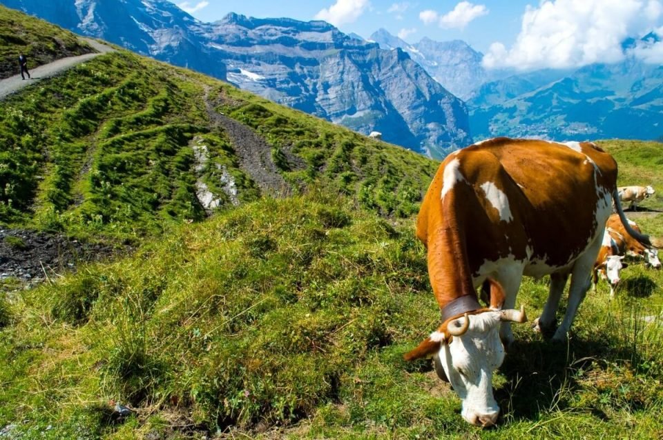 7 Wonderful Hikes to do in Interlaken Jungfrau Region