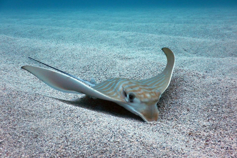 6 Epic Reasons Why You Should Go Diving in Malta